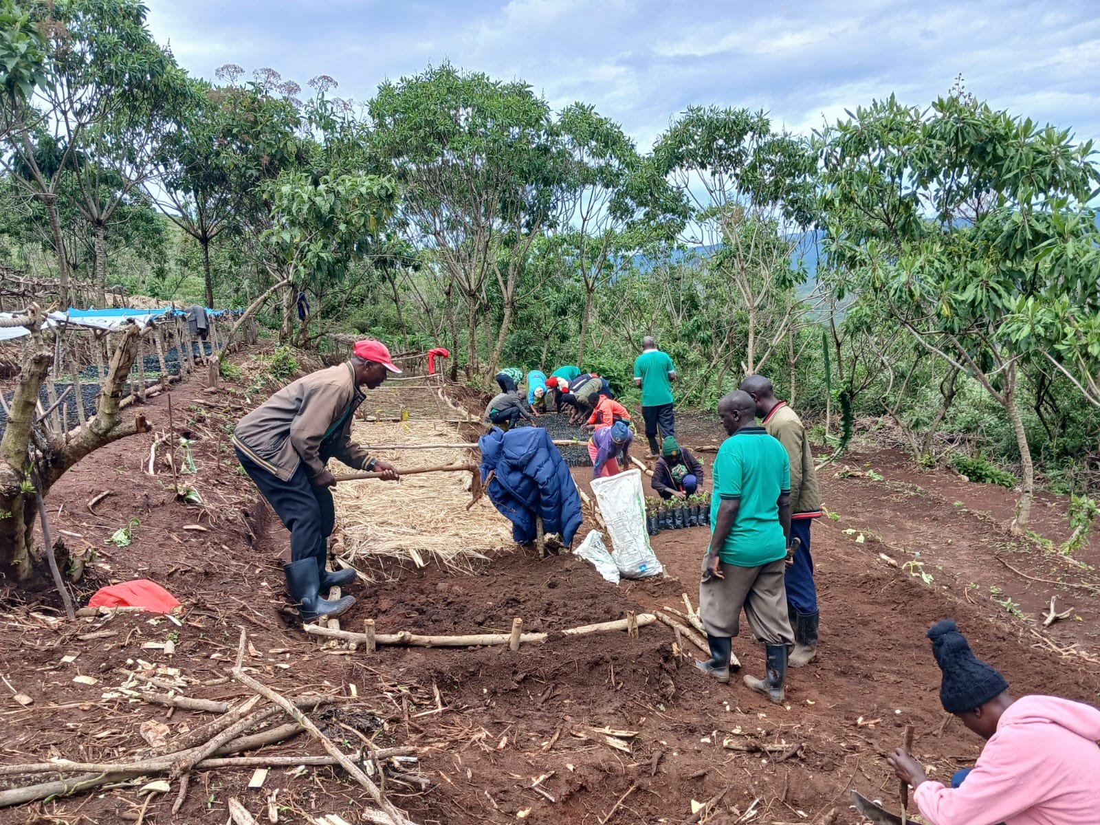 Restoring Green - Unite for Mau Forest Revival - CESRA